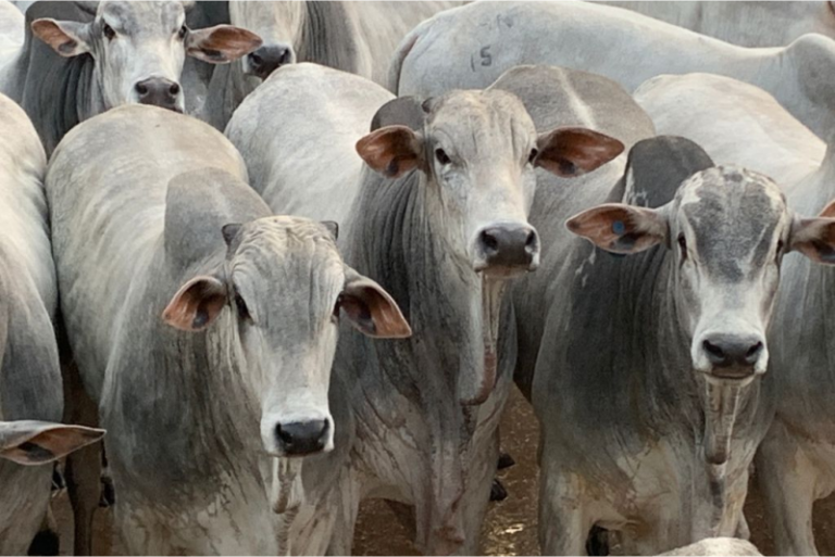 Quanto Pesa Uma Arroba Do Boi Noticiagro quanto-pesa-uma-arroba-do-boi-noticiagro